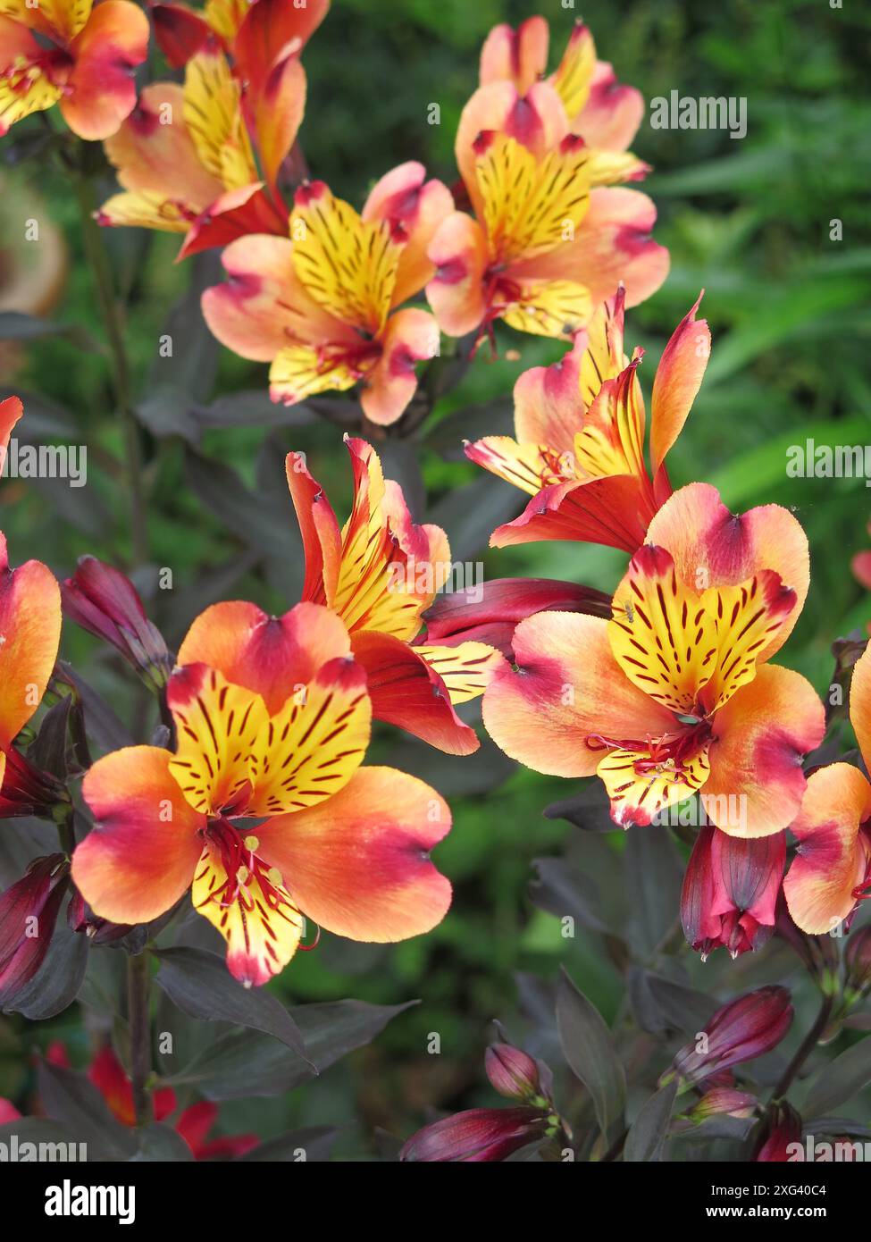 Alstroemeria hybrids hi-res stock photography and images - Alamy
