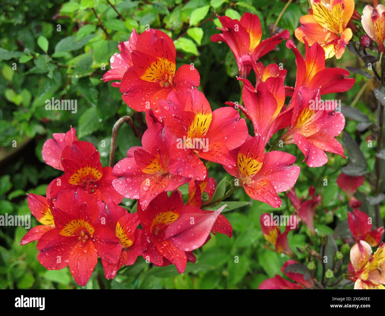 Alstroemeria hybrids hi-res stock photography and images - Alamy