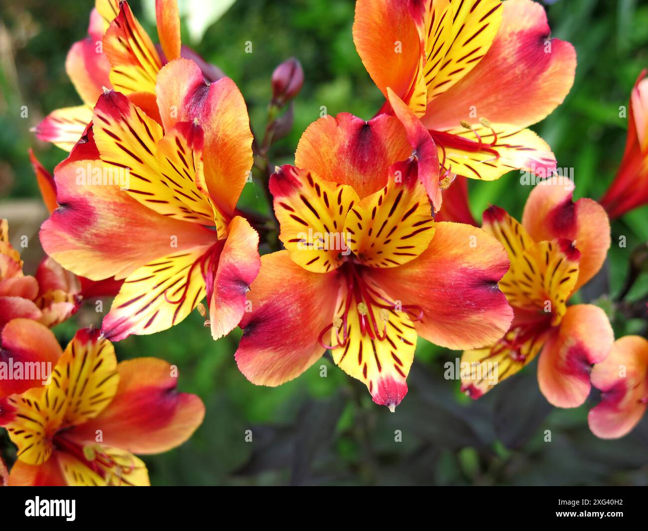 Alstroemeria hybrids hi-res stock photography and images - Alamy