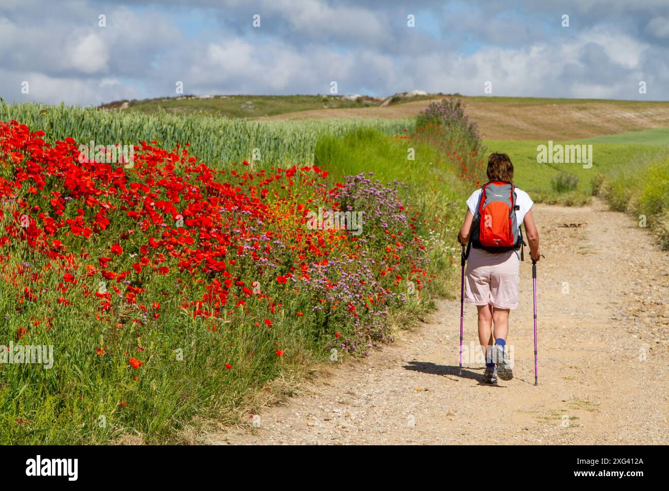 Pilgrims walking the Camino de Santiago the way of St James pilgrimage ...