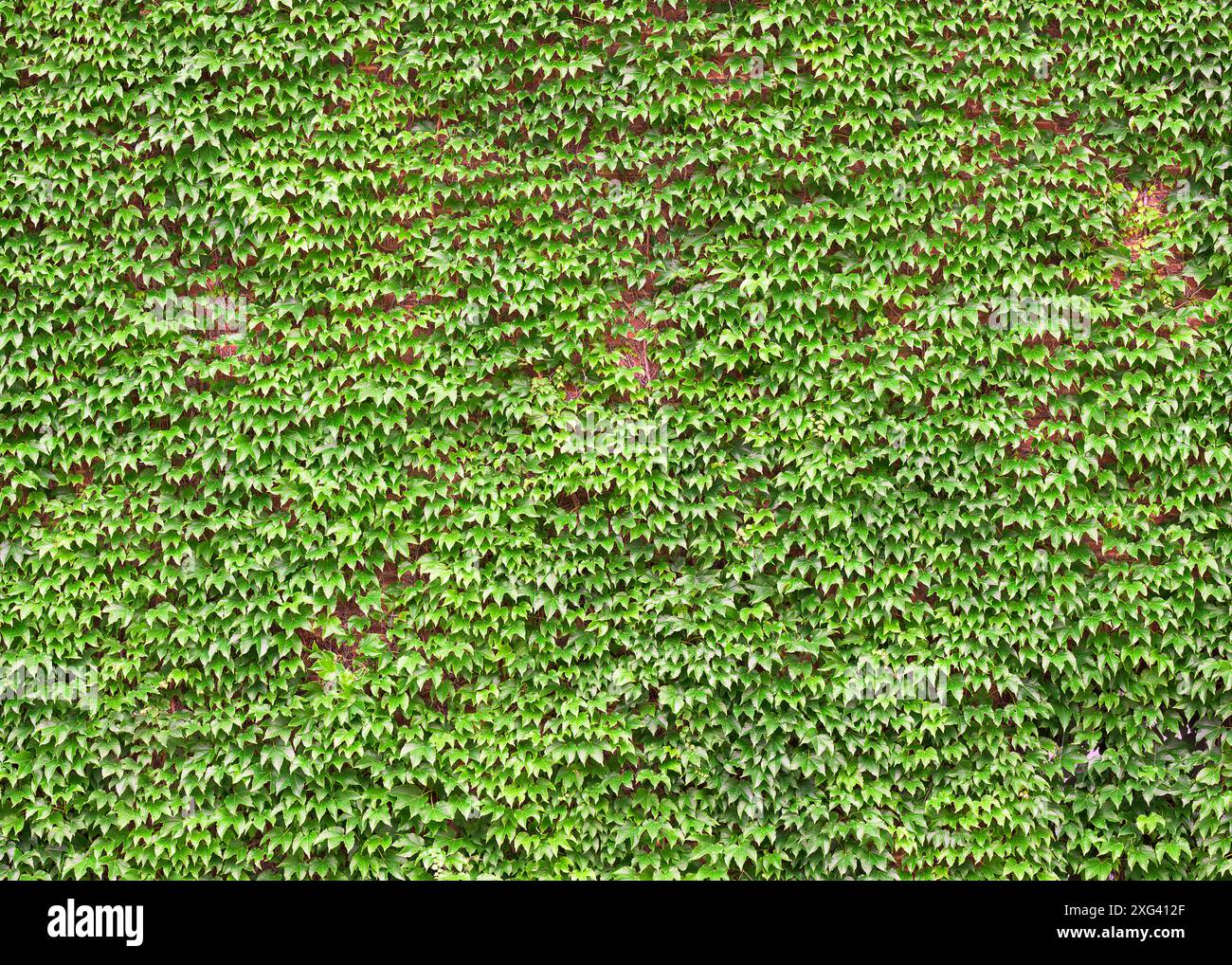 Ivy covered brick wall forms busy background pattern in green Stock ...