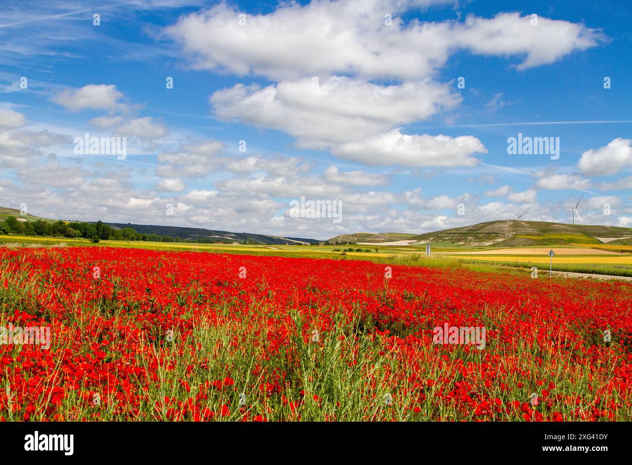 Red poppies in the Spanish countryside landscape at the village of ...