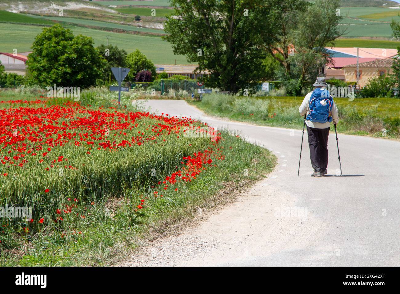 Pilgrims walking the Camino de Santiago the way of St James pilgrimage ...