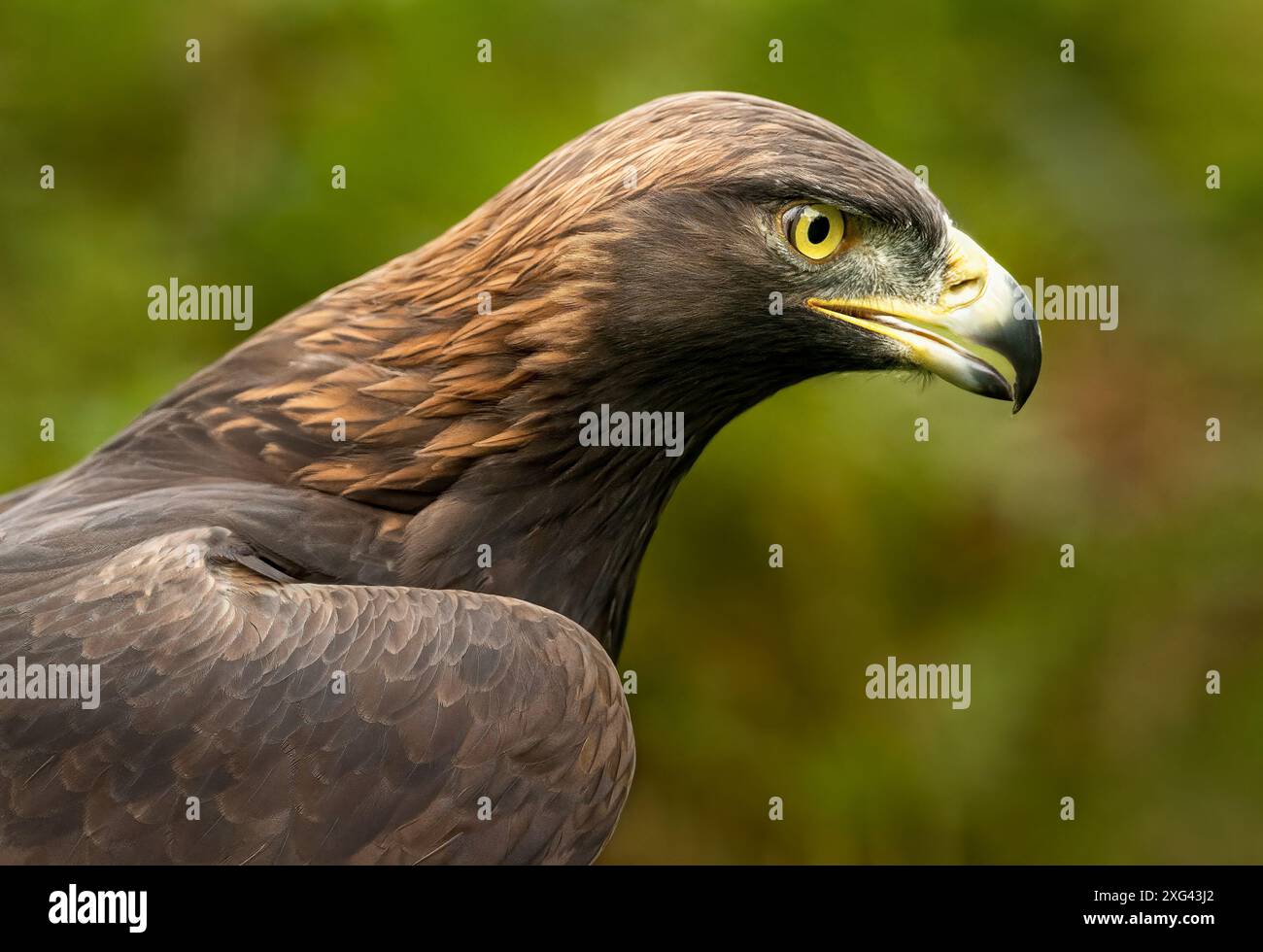Staring forwards hi-res stock photography and images - Alamy