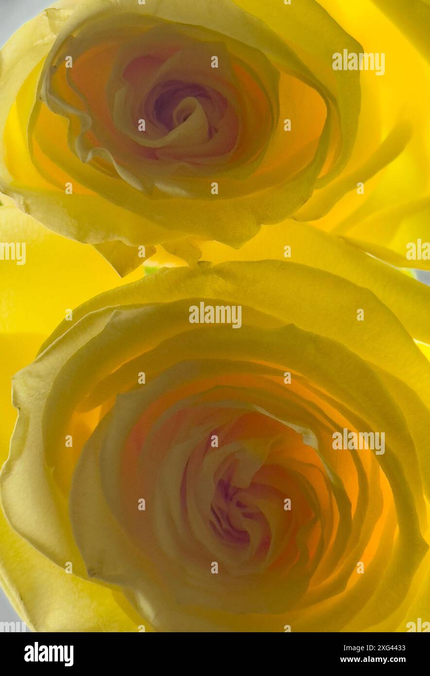 Closeup of two backlit yellow roses, 2024 Stock Photo - Alamy