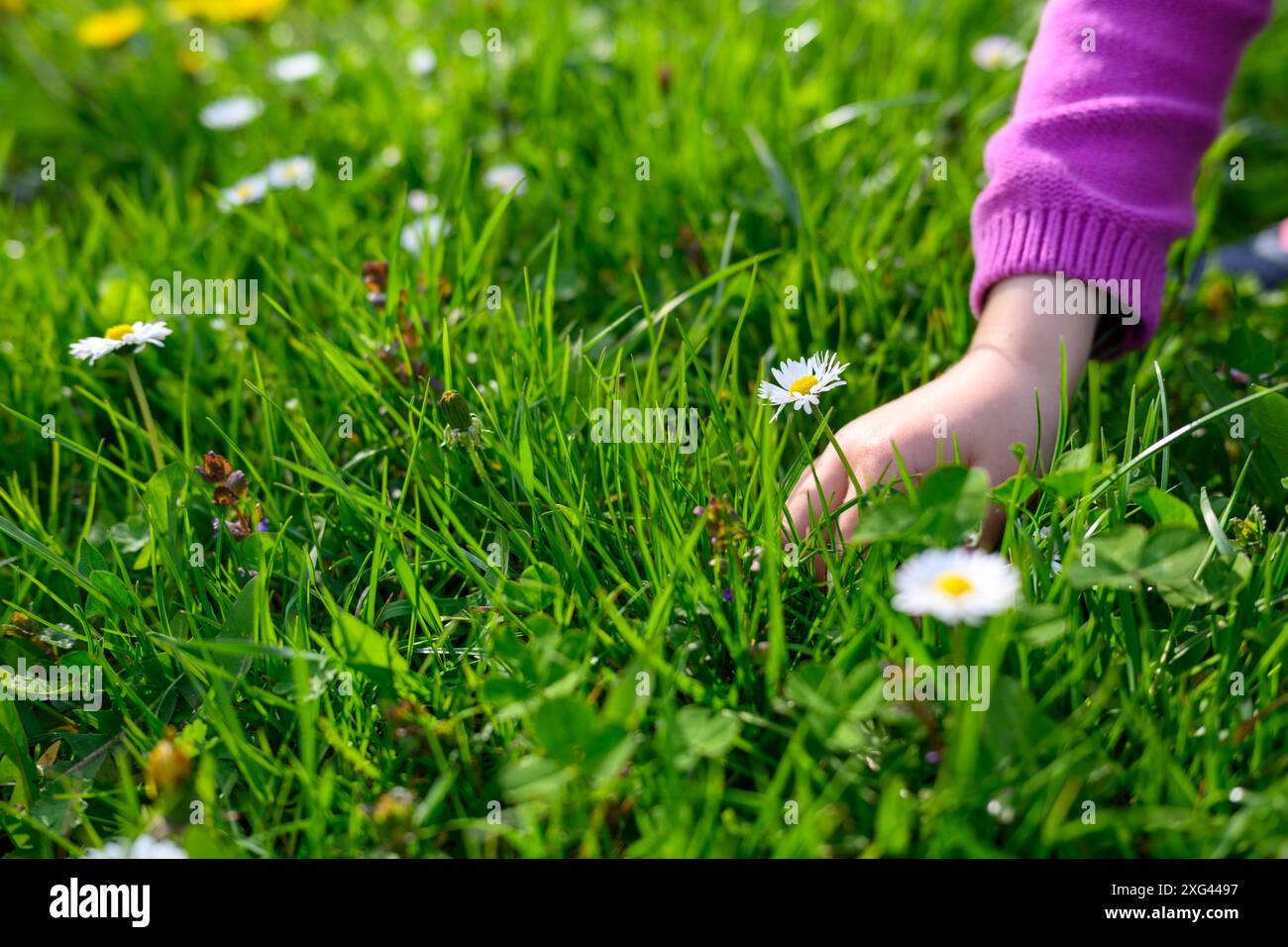 Daisy nature hi-res stock photography and images - Alamy