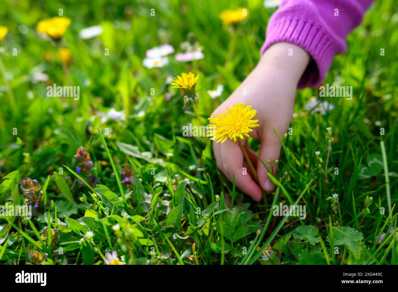 A little girl picking a dandelion Stock Photo - Alamy