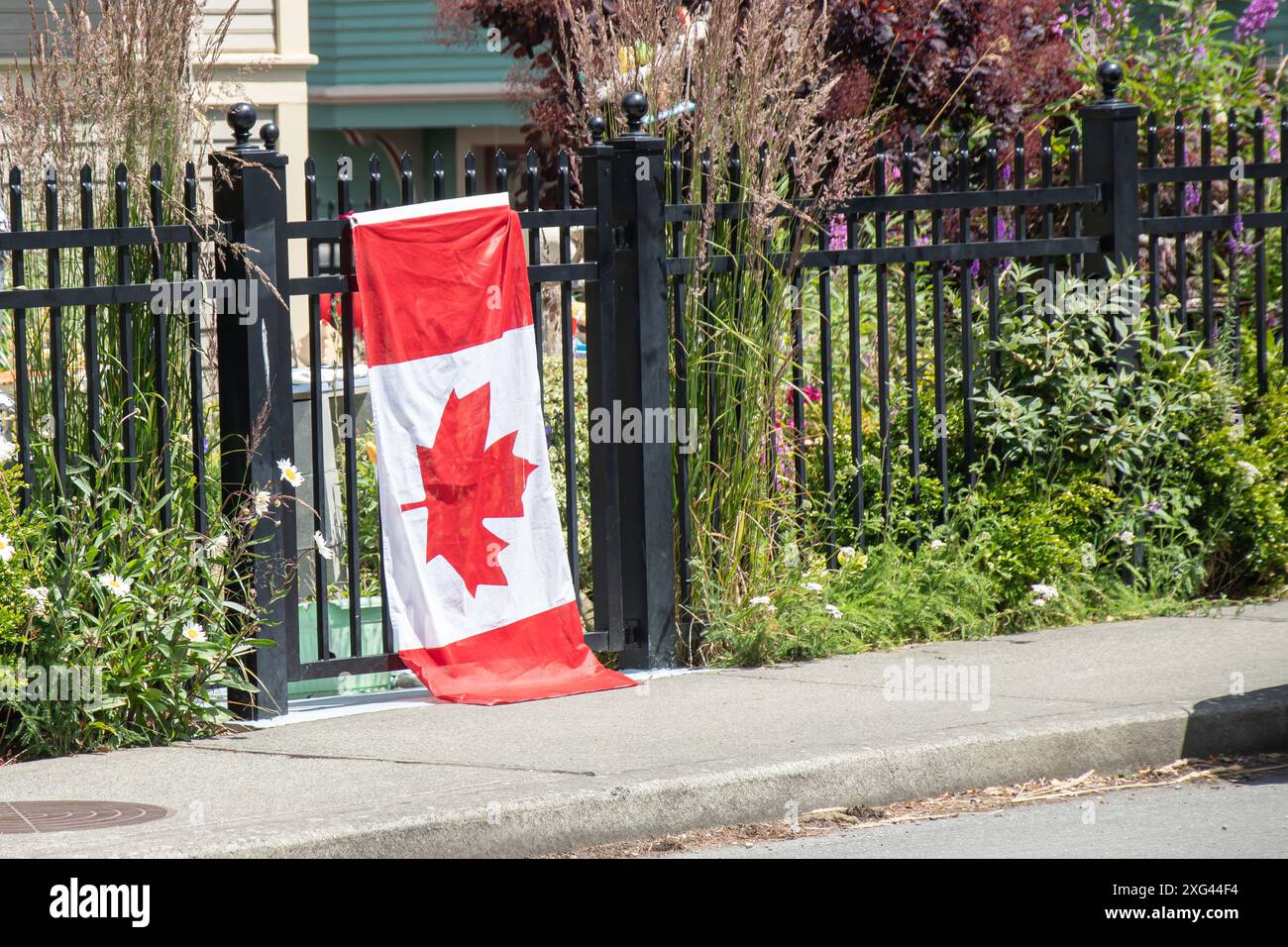 Canadian flag draped over a metal fence in a garden during the Canada ...