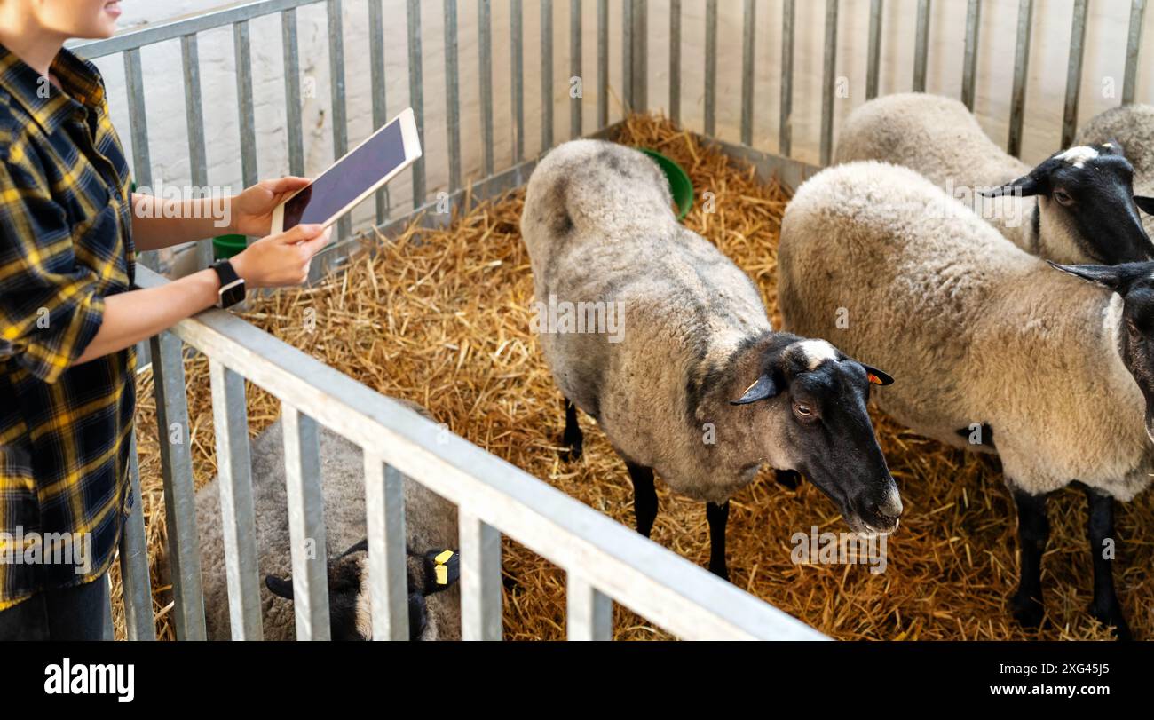 Farmer inspecting sheep hi-res stock photography and images - Alamy