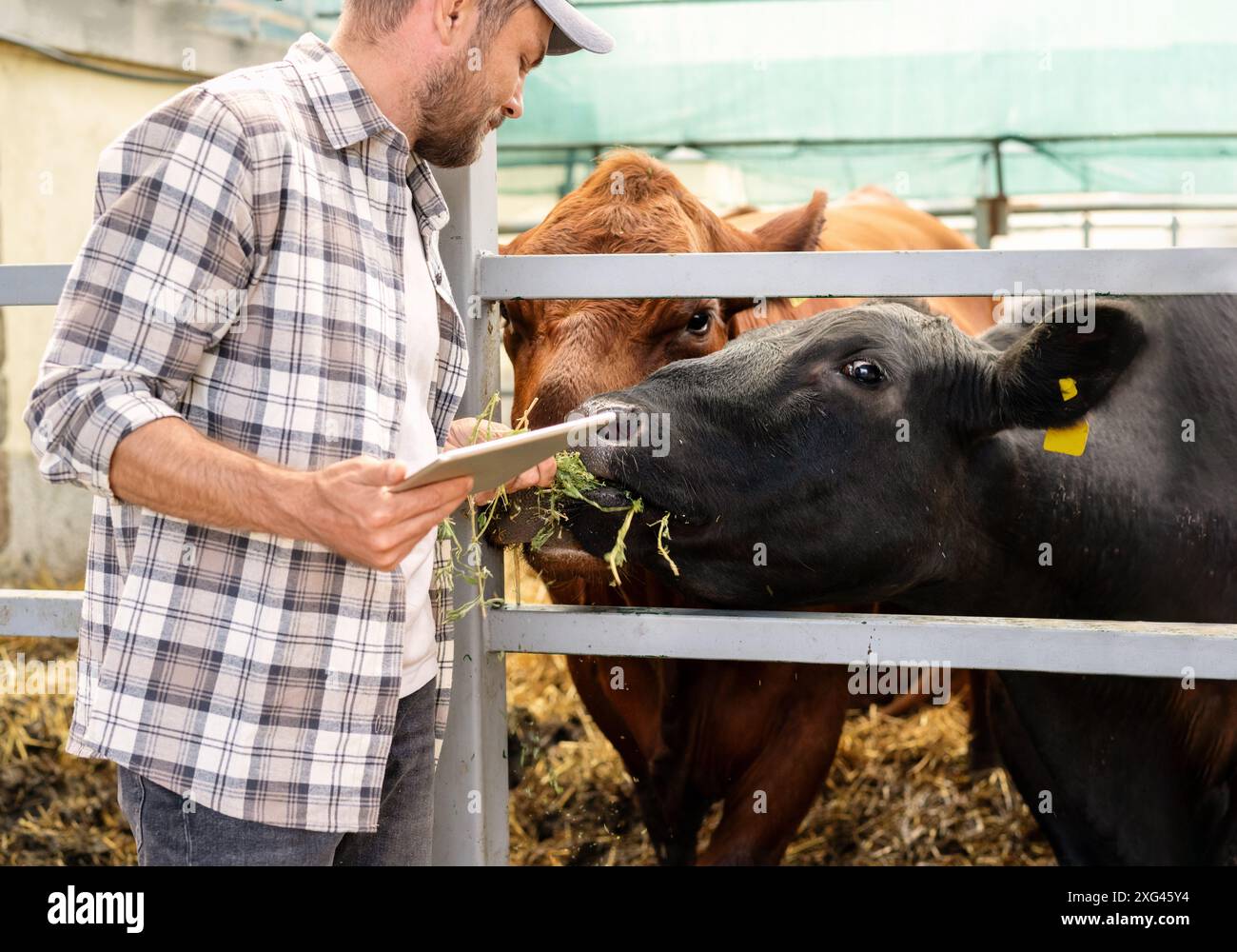 Livestock farm cows hi-res stock photography and images - Alamy
