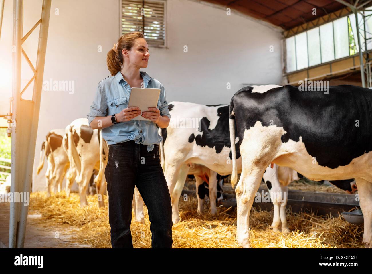 Woman rancher inspecting livestock farm. Woman farm worker a with ...