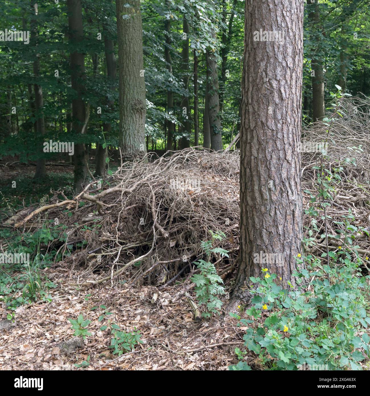 Pile of dead wood in the Mixed forest in summer Stock Photo - Alamy