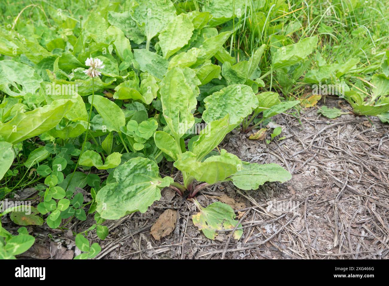 Close-up of a broadleaf plantain plant Plantago major on the side of ...