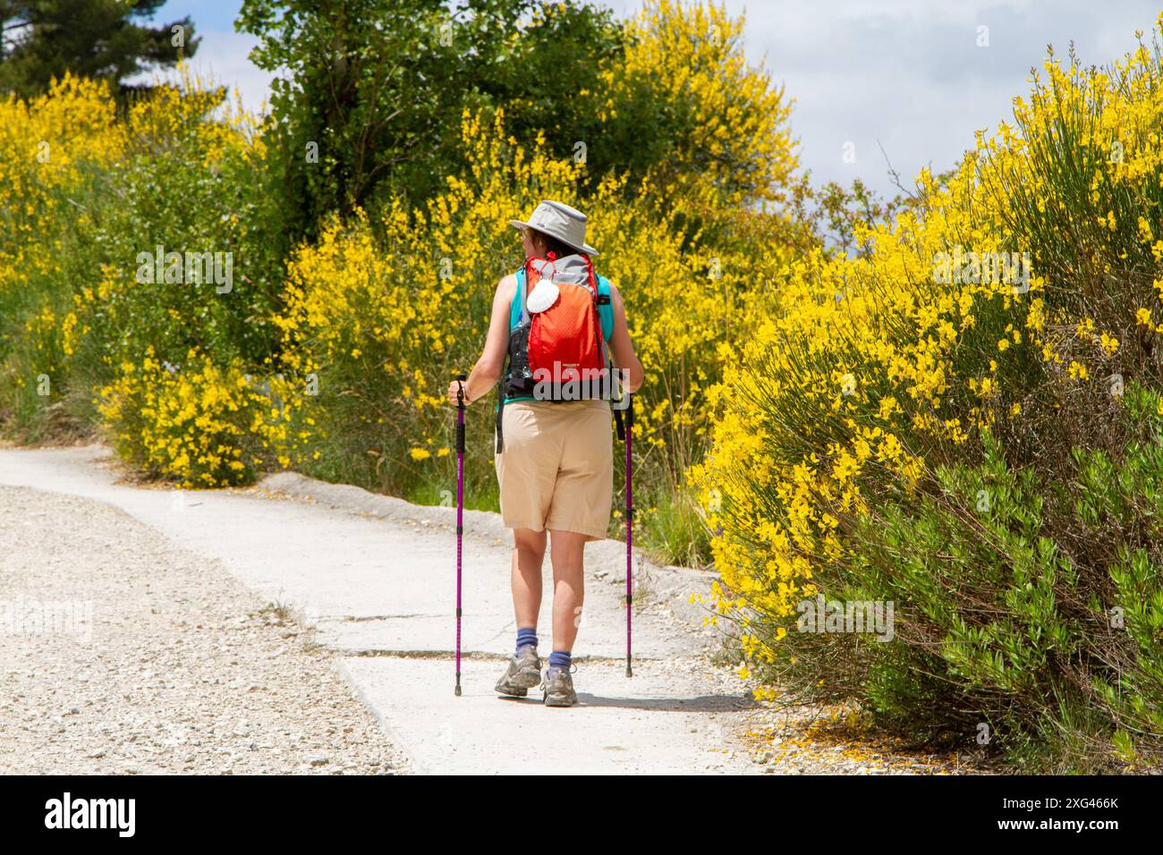 Pilgrim walking the Camino de Santiago the way of St James pilgrimage ...