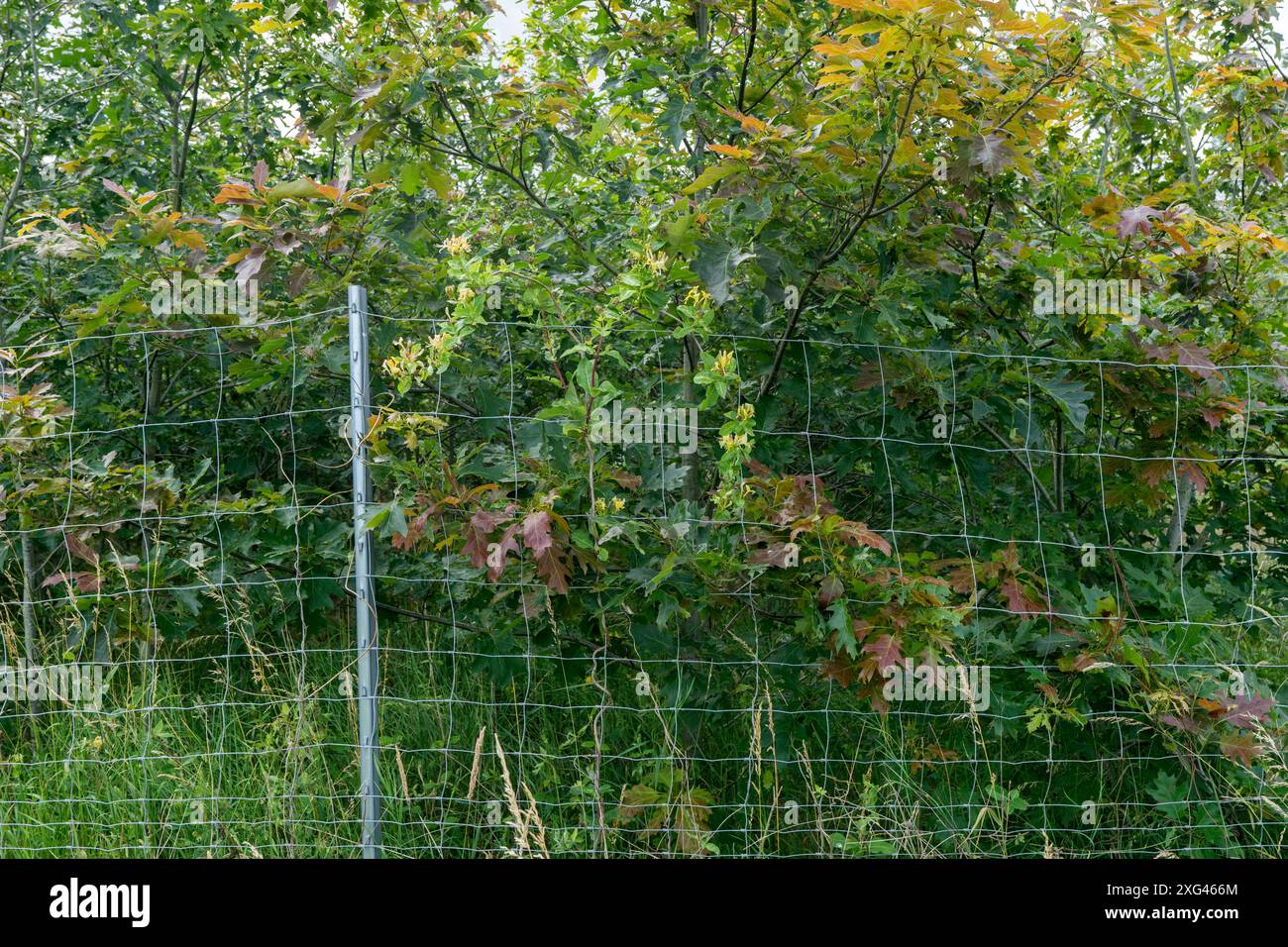 Fenced-in commercial forest with young deciduous trees Stock Photo - Alamy