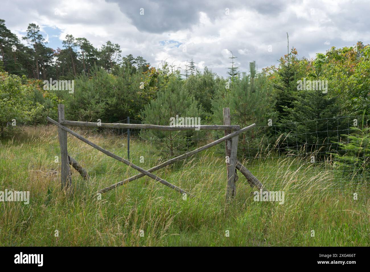 Fenced-in commercial forest with young deciduous trees and conifers ...