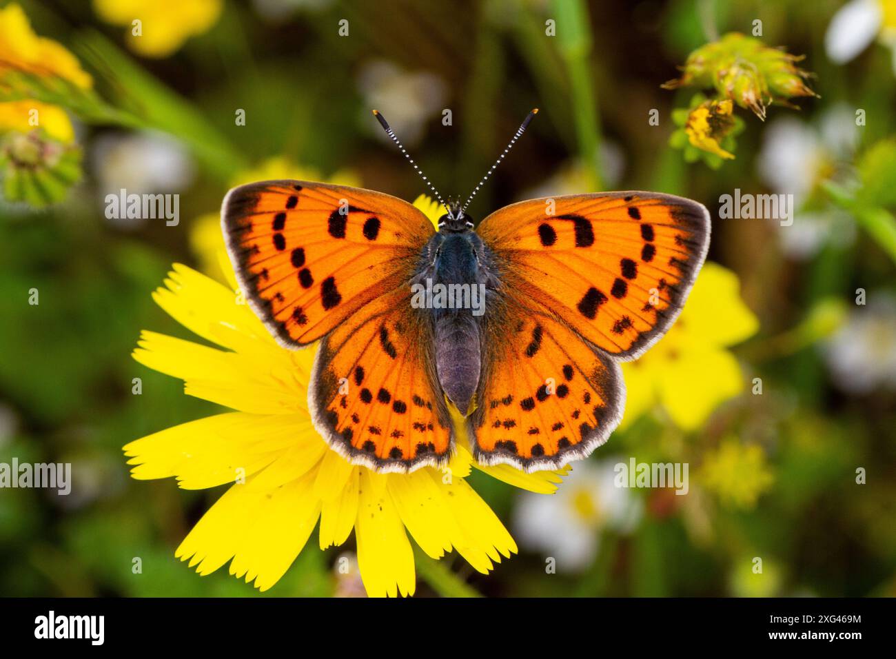 The female Purple shot copper butterfly Lycaena alciphron in the ...