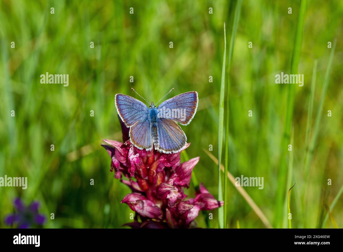 Extinct former british butterfly hi-res stock photography and images ...