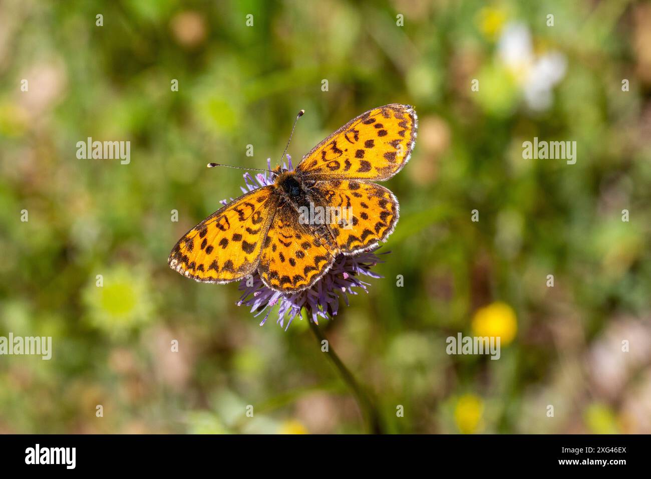 The Lesser Spotted Fritillary butterfly, Melitaea trivia, butterfly ...