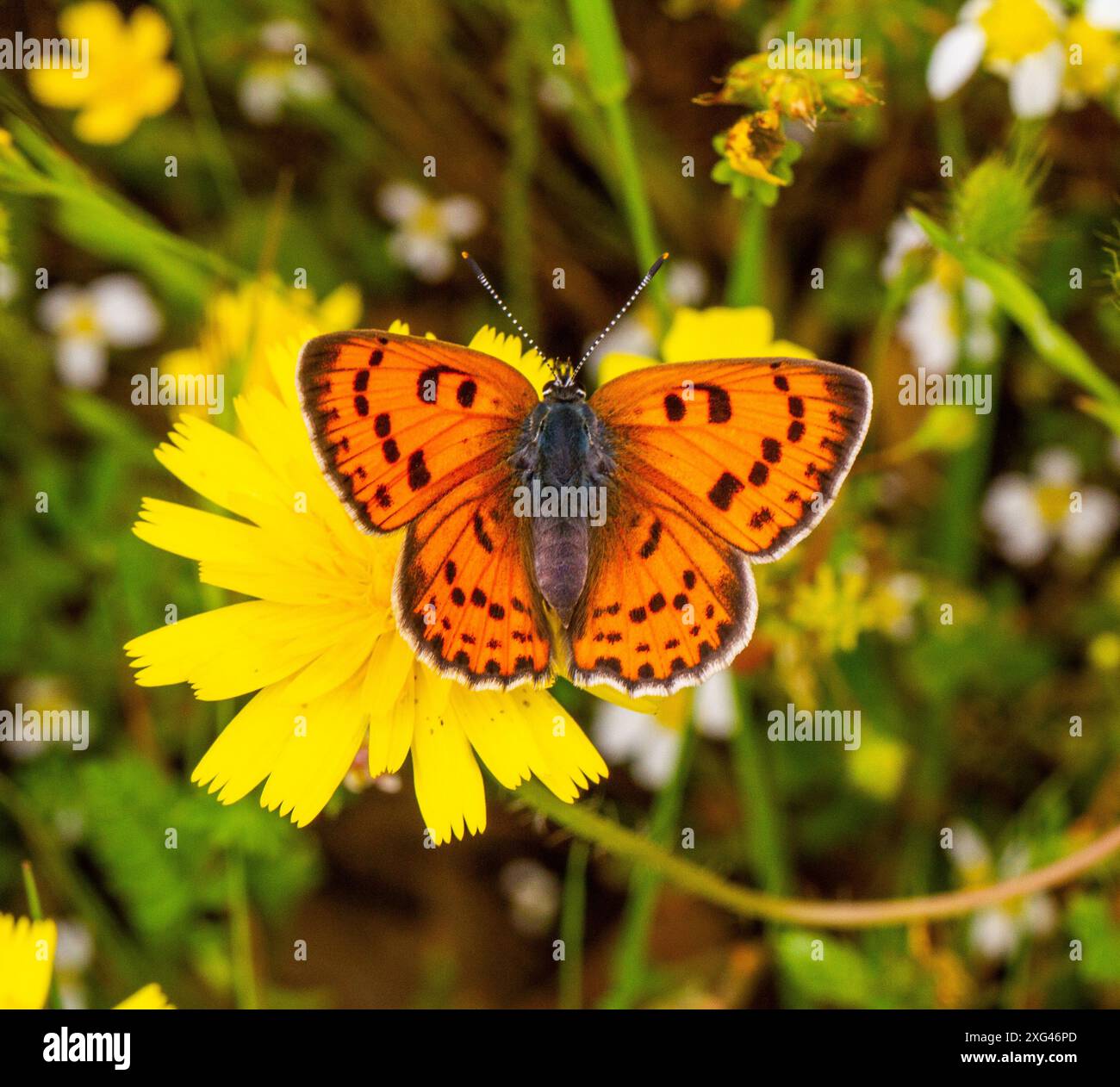 The female Purple shot copper butterfly Lycaena alciphron in the ...