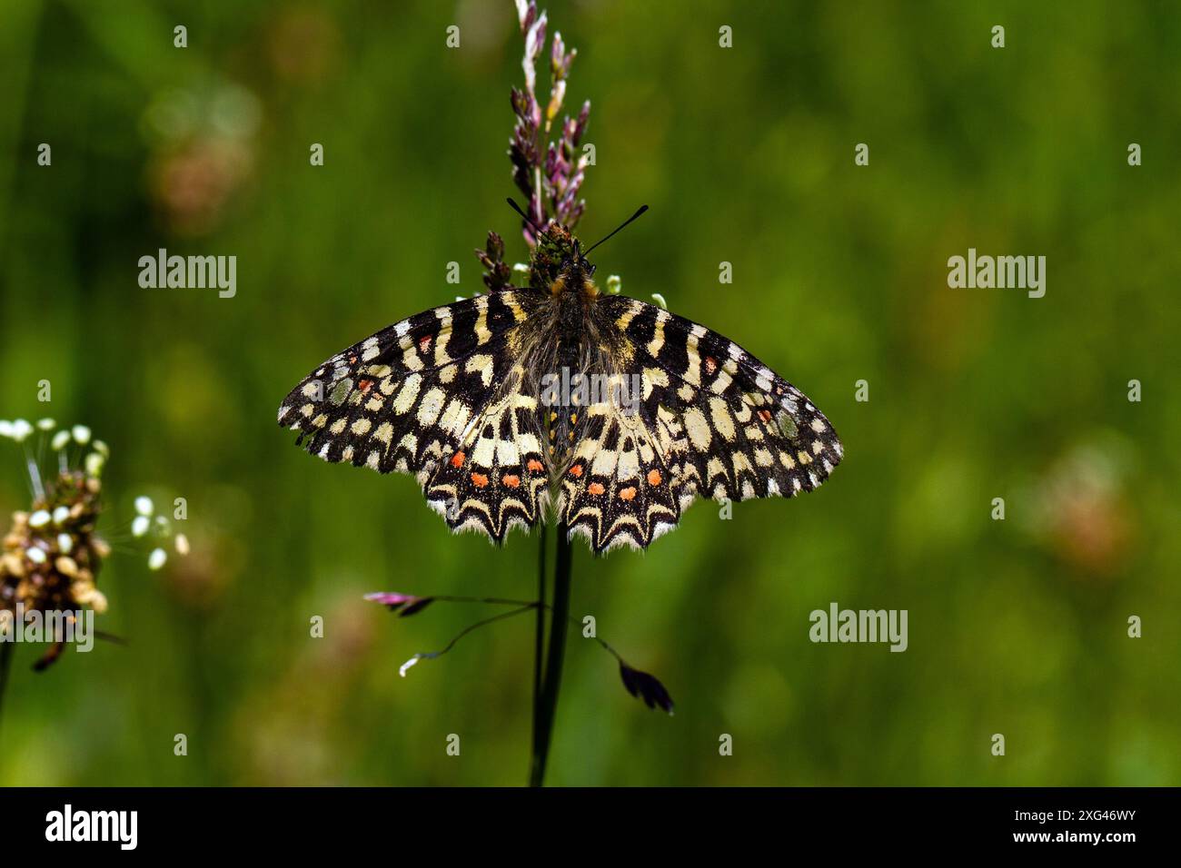 Rumina hi-res stock photography and images - Alamy
