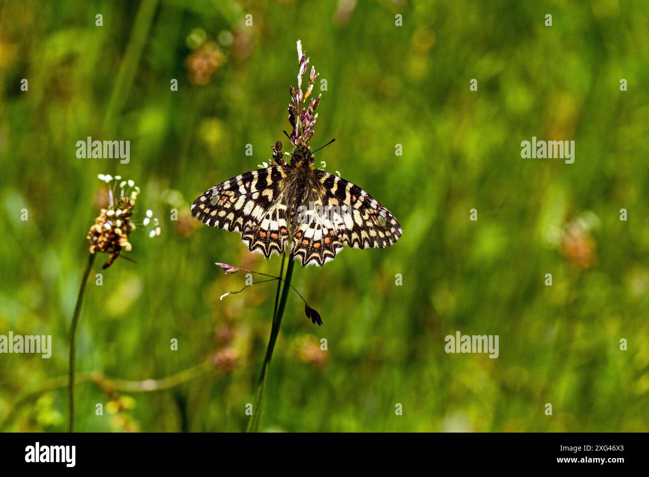Rumina hi-res stock photography and images - Alamy