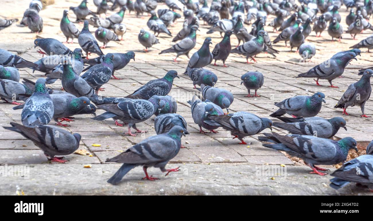 many pigeons are feed on street Stock Photo - Alamy