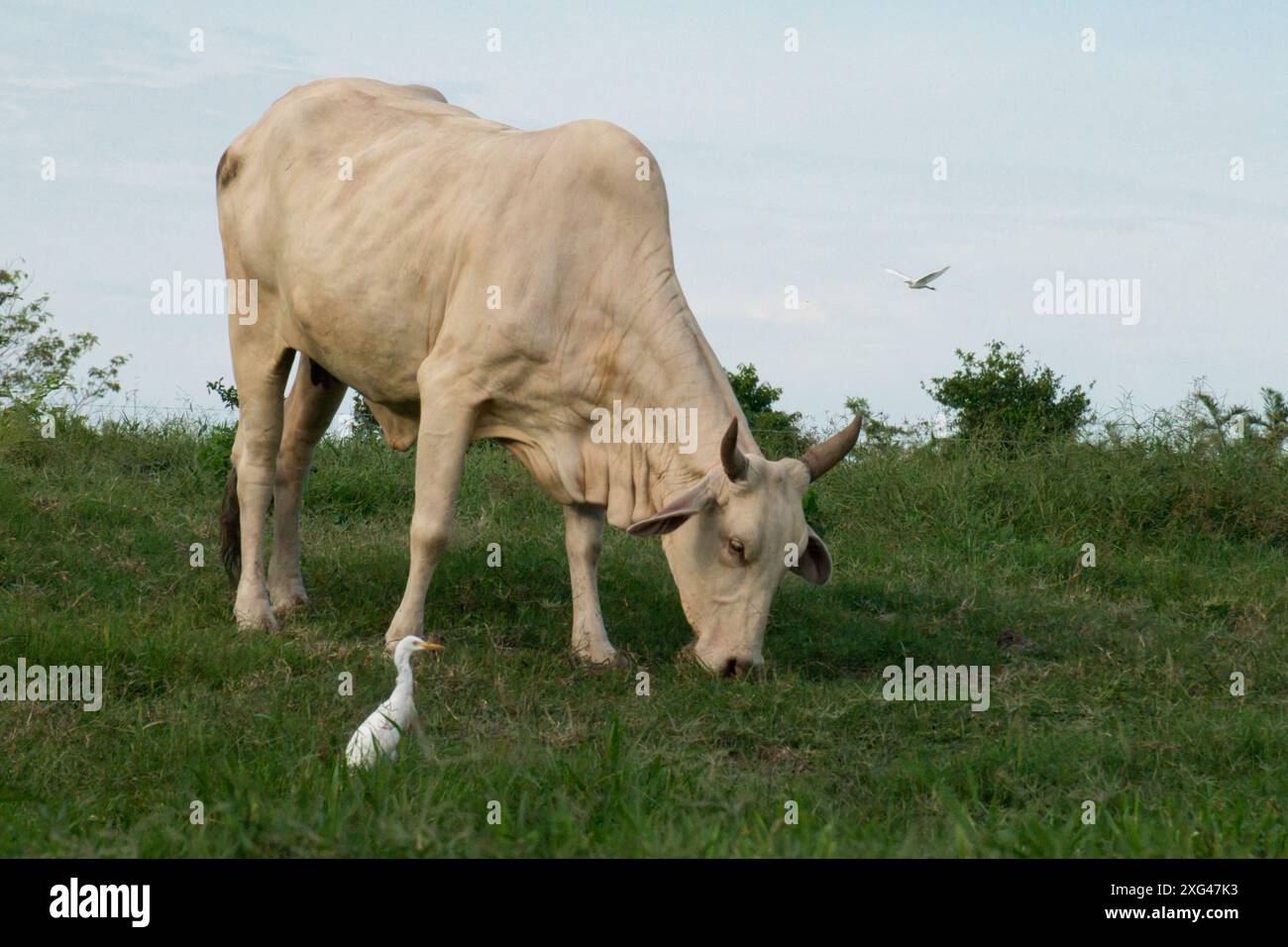 Cow Grazing with Herons: A Peaceful Scene of Harmony in Nature Stock ...