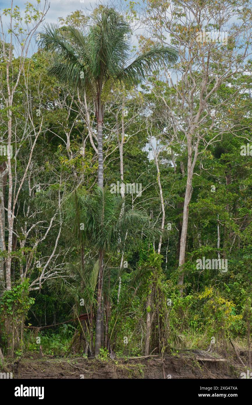 Majestic tree thriving in the heart of the Amazon rainforest ...