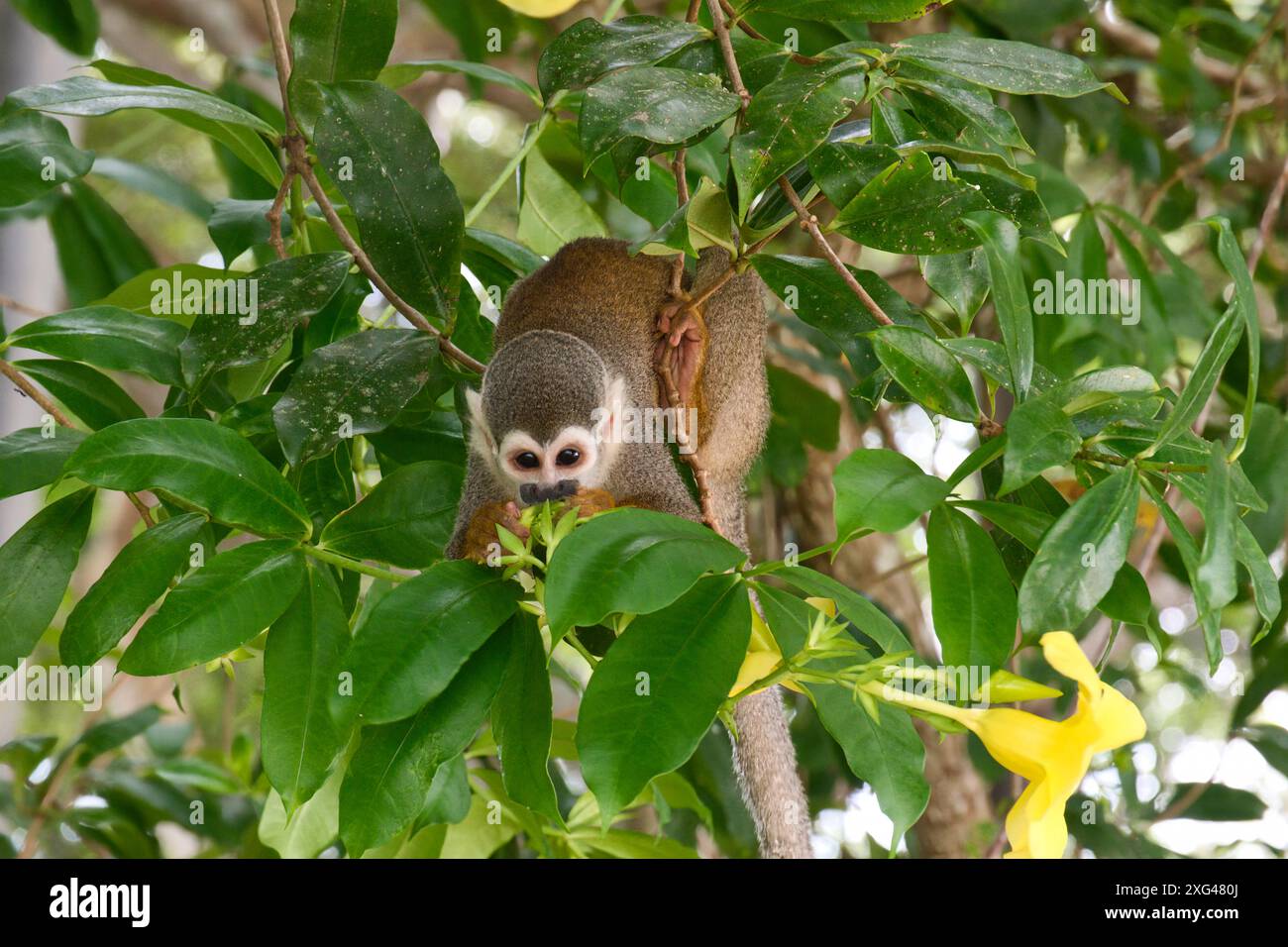 A squirrel monkey explores a lush tree, surrounded by vibrant green ...