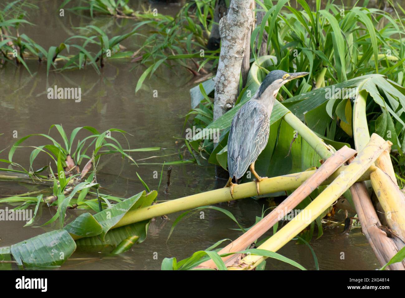 Kingfisher Perched on Bamboo in Amazon Rainforest Wetland Habitat Stock ...