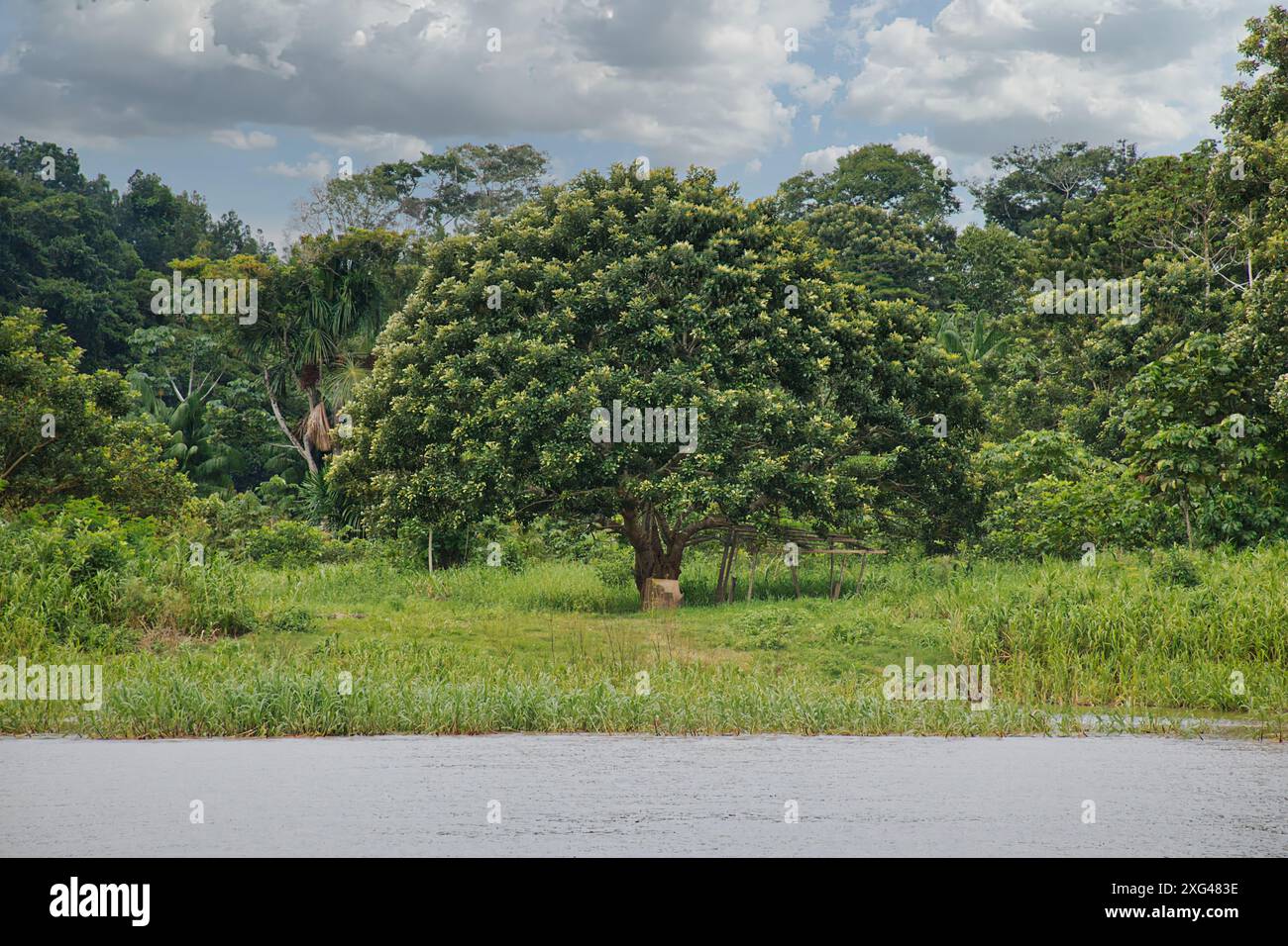 Majestic tree thriving in the heart of the Amazon rainforest ...