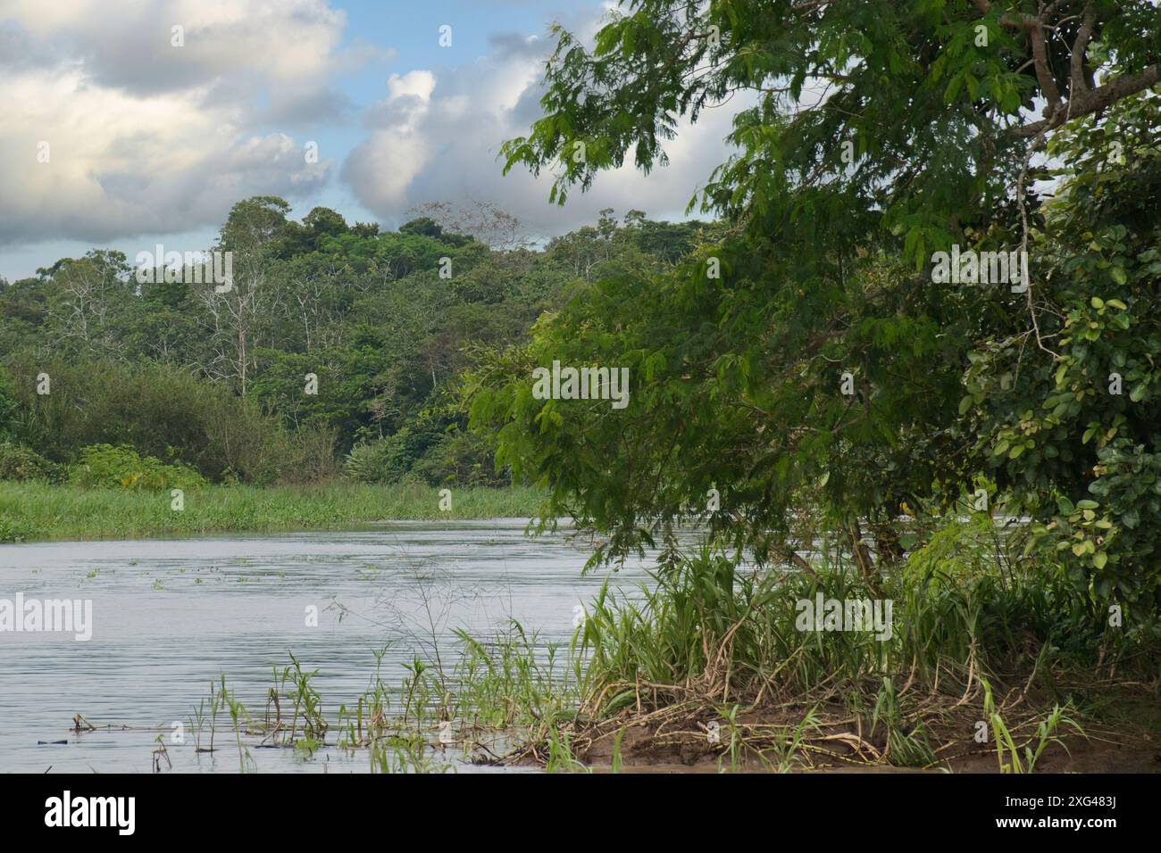 Majestic tree thriving in the heart of the Amazon rainforest ...