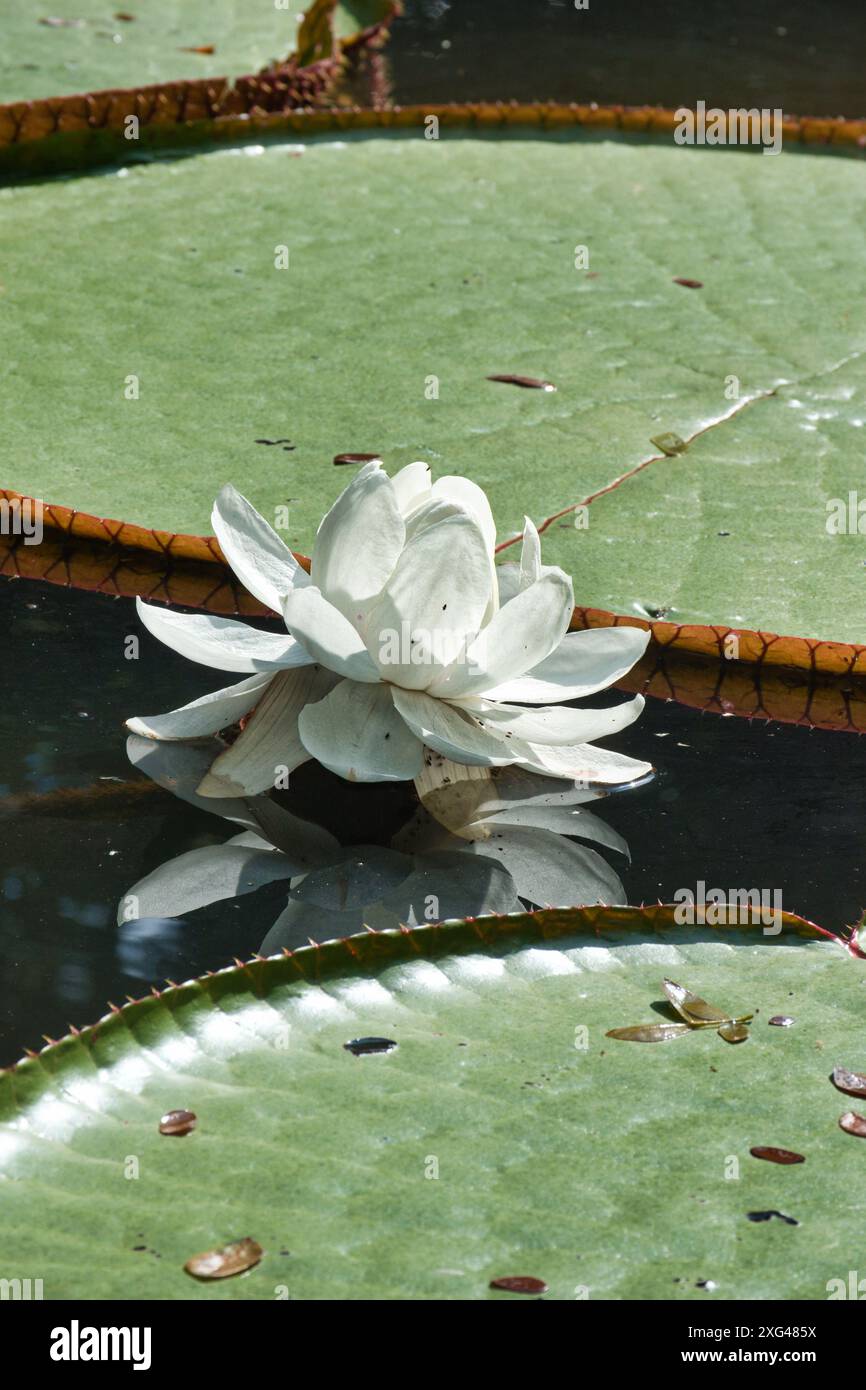 This close-up image features a water lily with white petals and ...