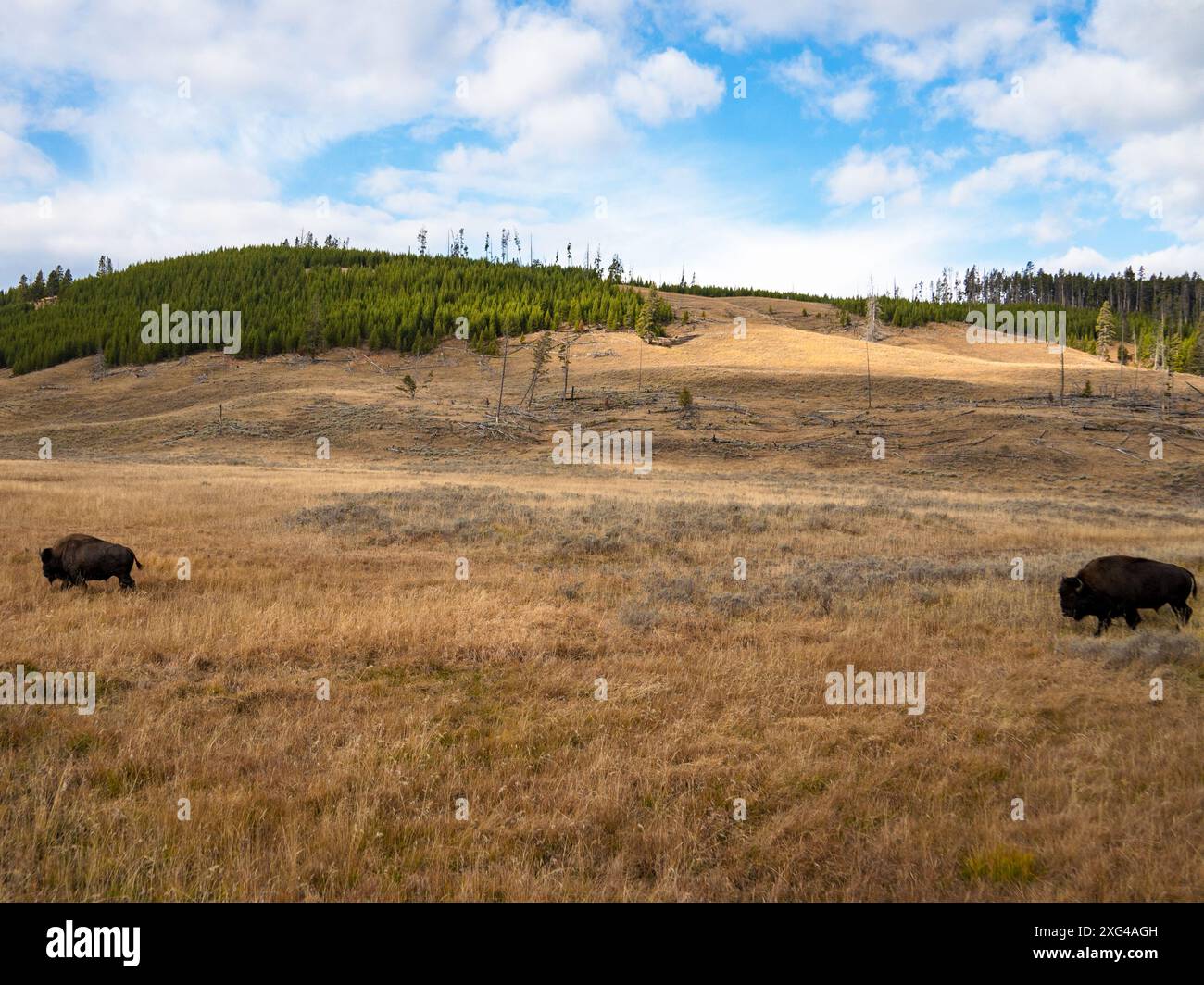 Bison are massive, incredibly powerful bovines that were nearly forced ...