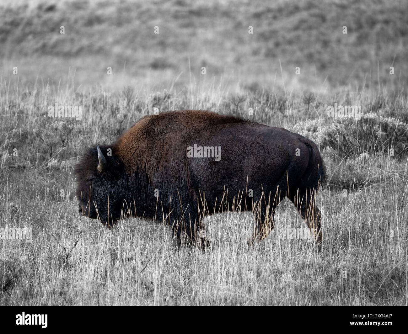 Bison are massive, incredibly powerful bovines that were nearly forced ...