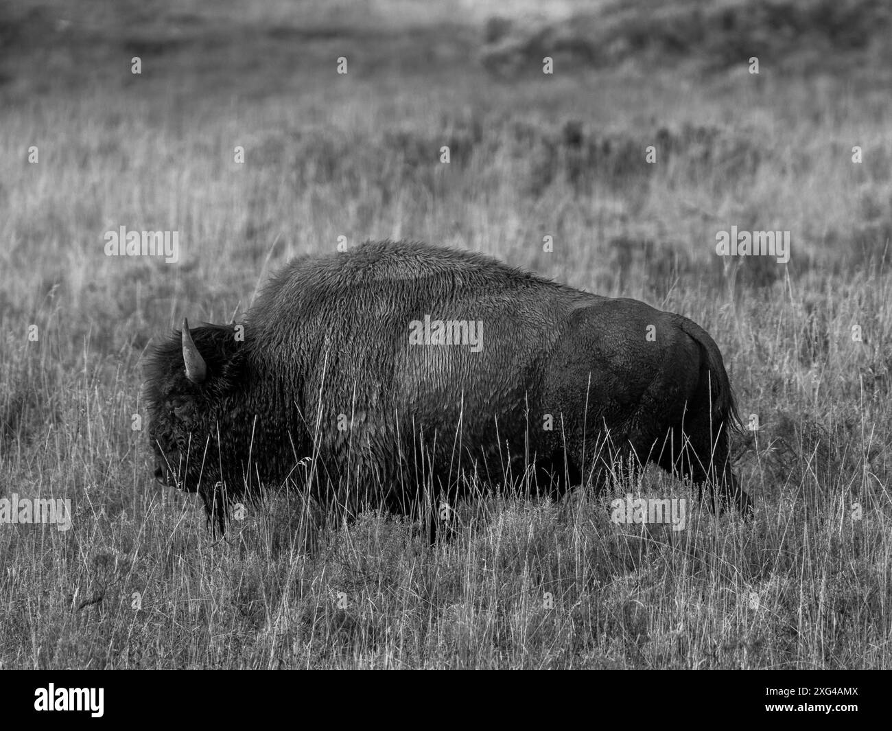 Bison are massive, incredibly powerful bovines that were nearly forced ...