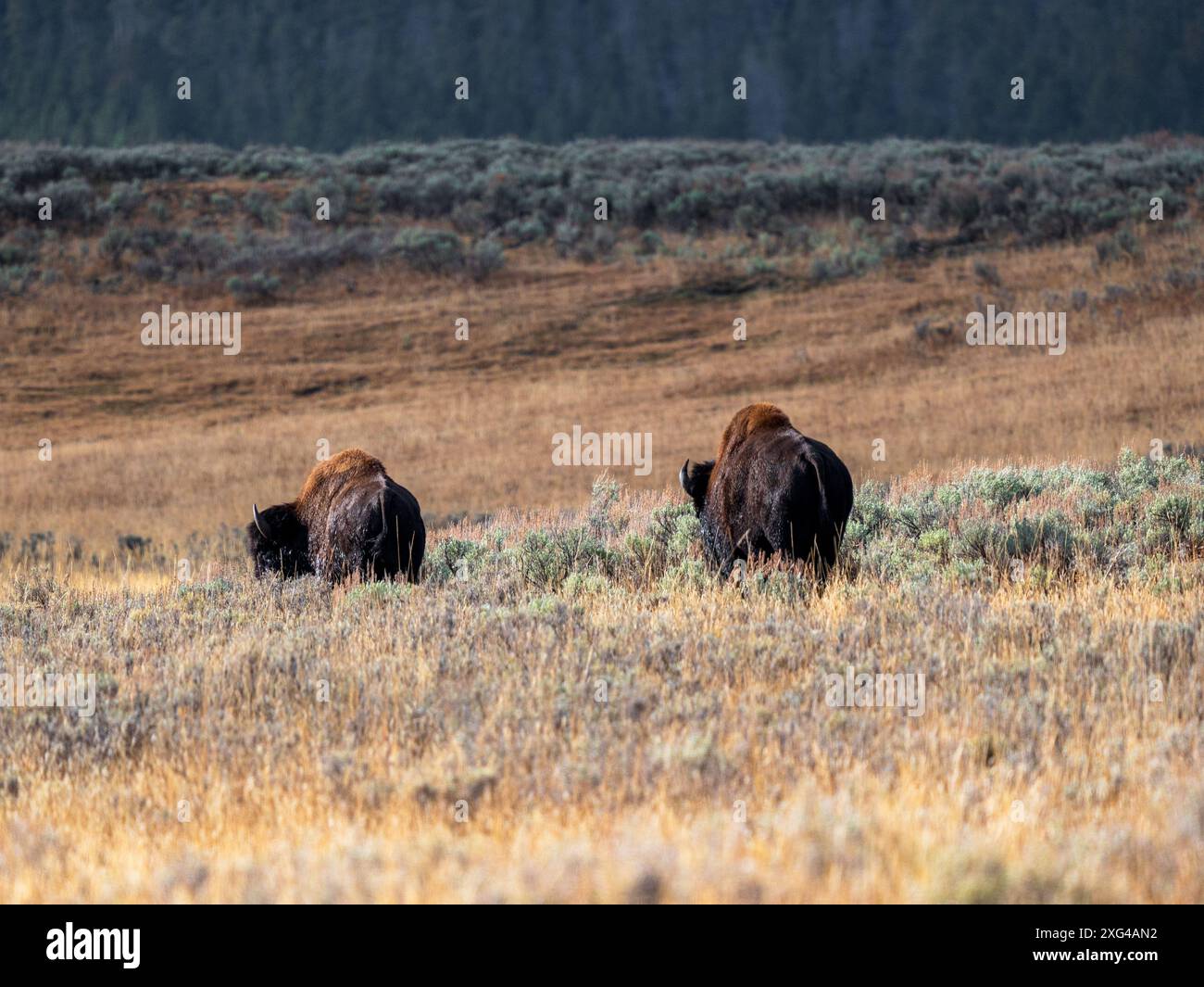 Bison are massive, incredibly powerful bovines that were nearly forced ...