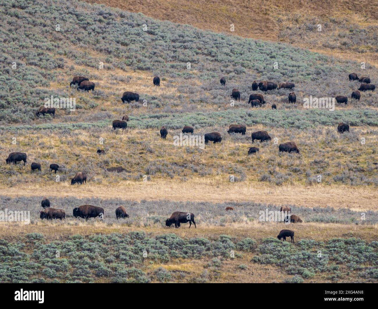 Bison are massive, incredibly powerful bovines that were nearly forced ...