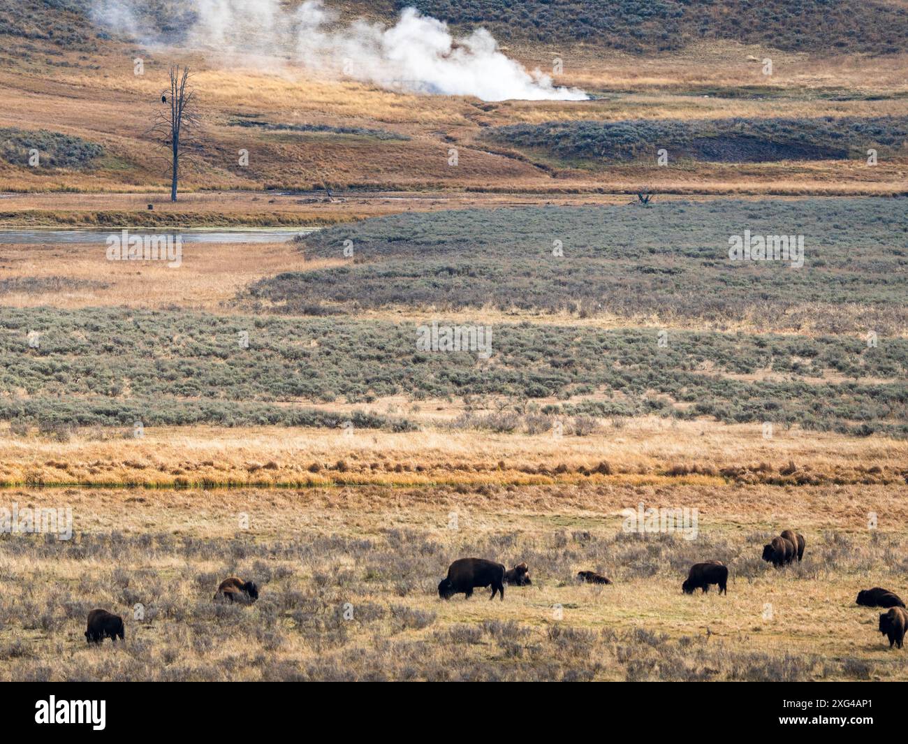 Bison are massive, incredibly powerful bovines that were nearly forced ...
