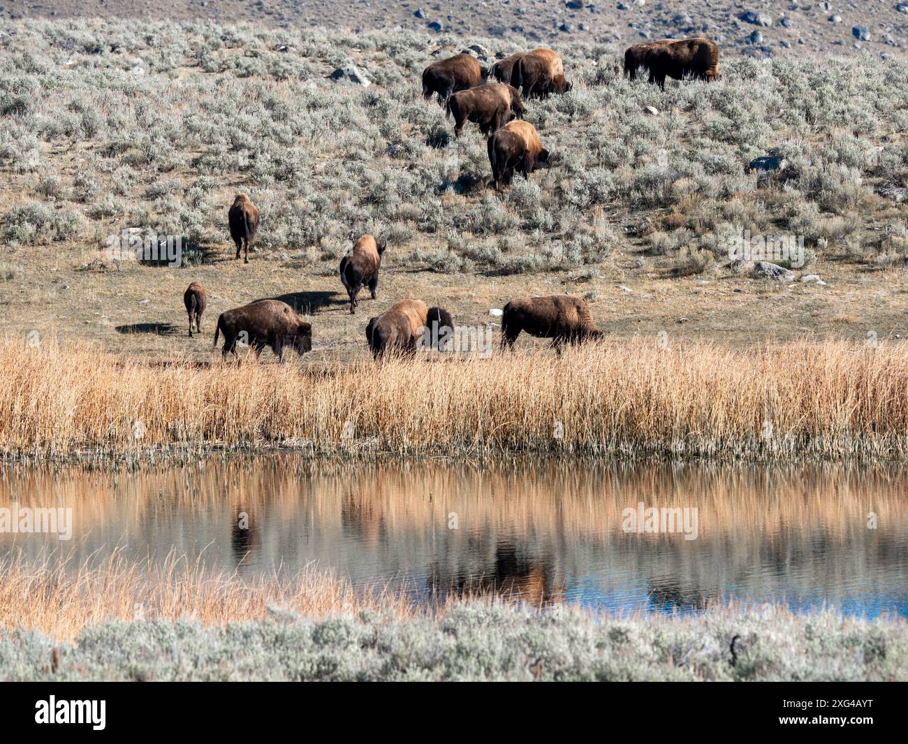 Hunted to brink of extinction hi-res stock photography and images - Alamy