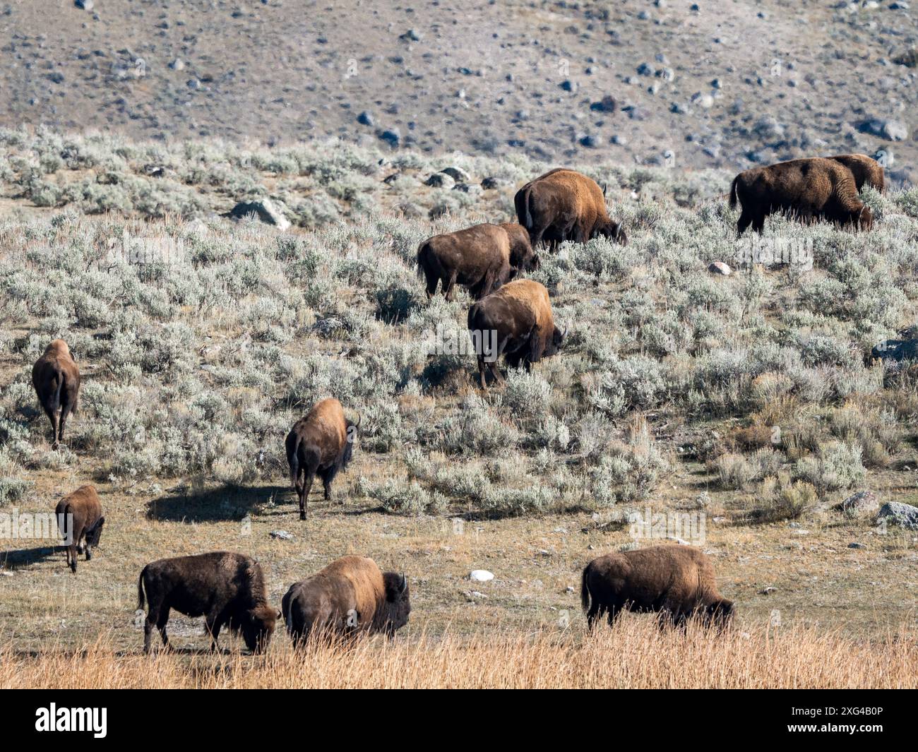 Bison are massive, incredibly powerful bovines that were nearly forced ...