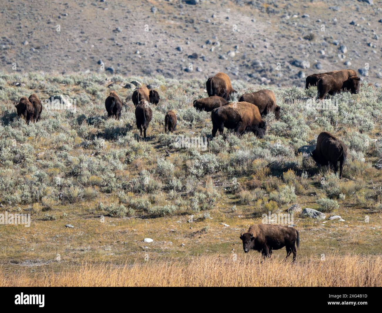 Bison are massive, incredibly powerful bovines that were nearly forced ...