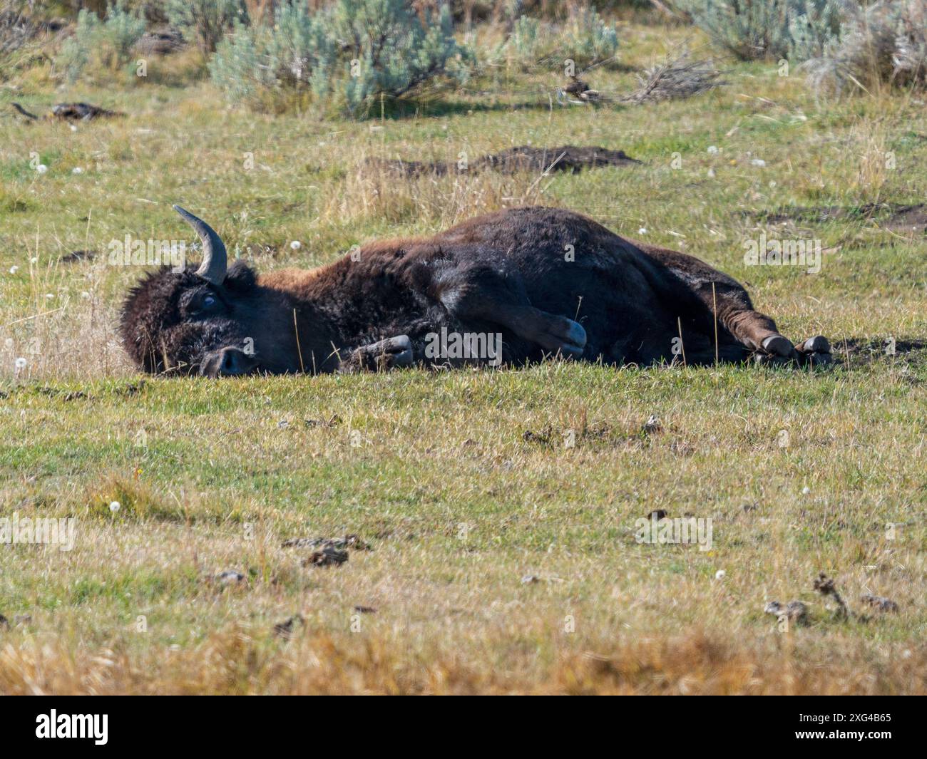 Bison are massive, incredibly powerful bovines that were nearly forced ...