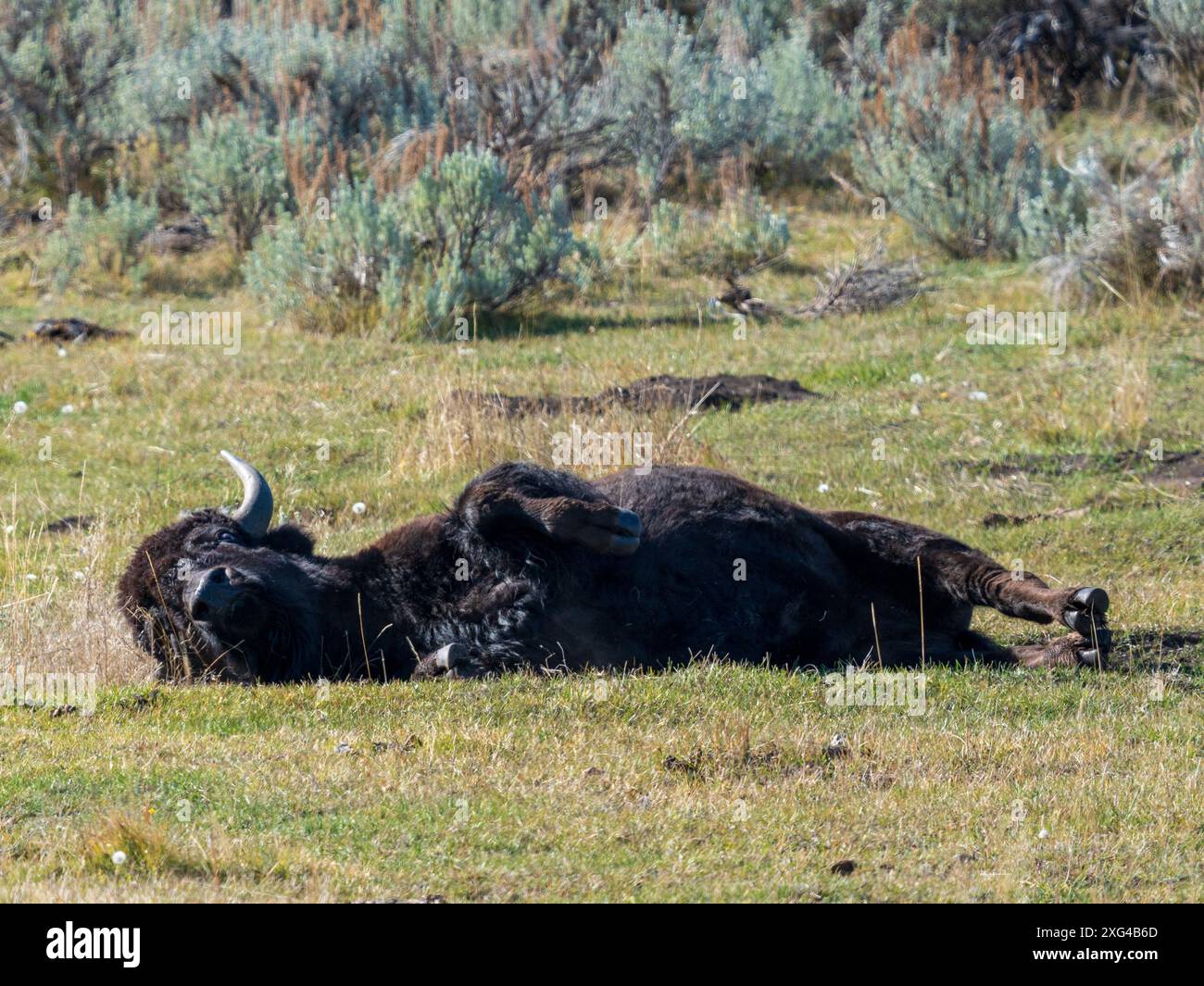 Bison are massive, incredibly powerful bovines that were nearly forced ...