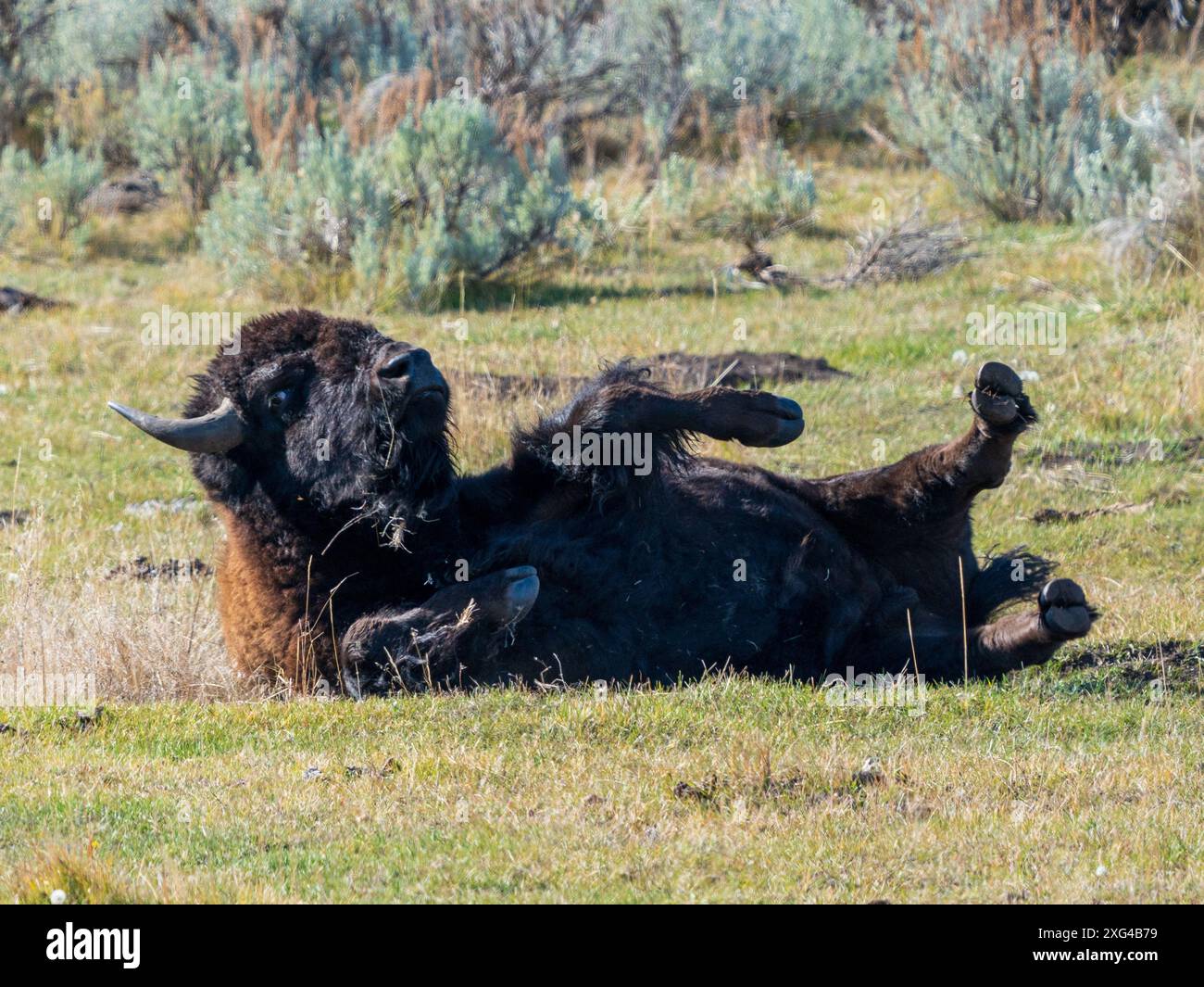Bison are massive, incredibly powerful bovines that were nearly forced ...