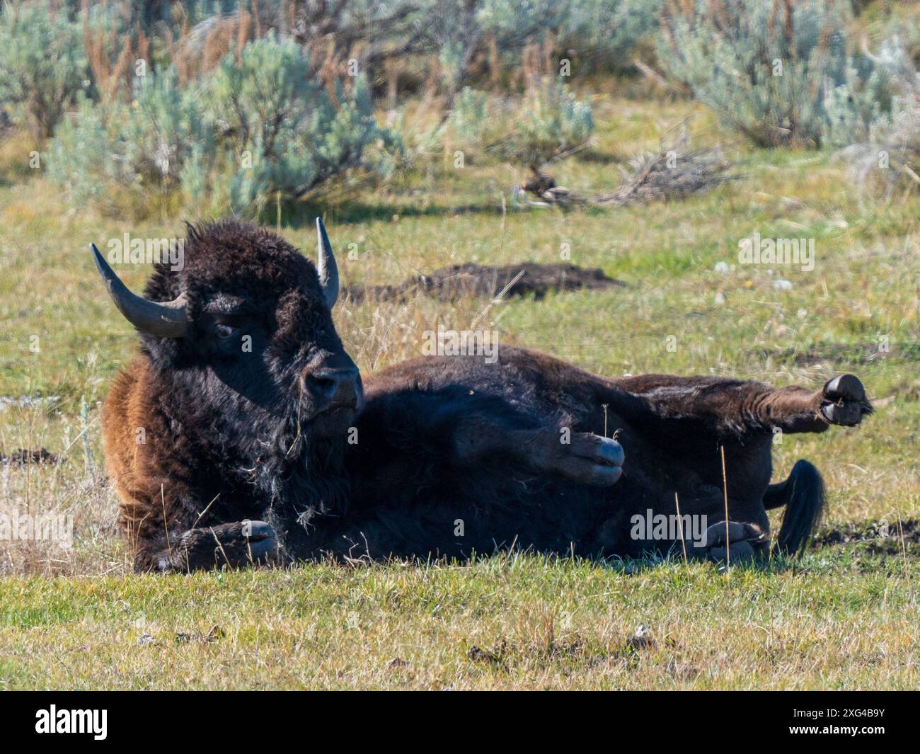 Bison are massive, incredibly powerful bovines that were nearly forced ...