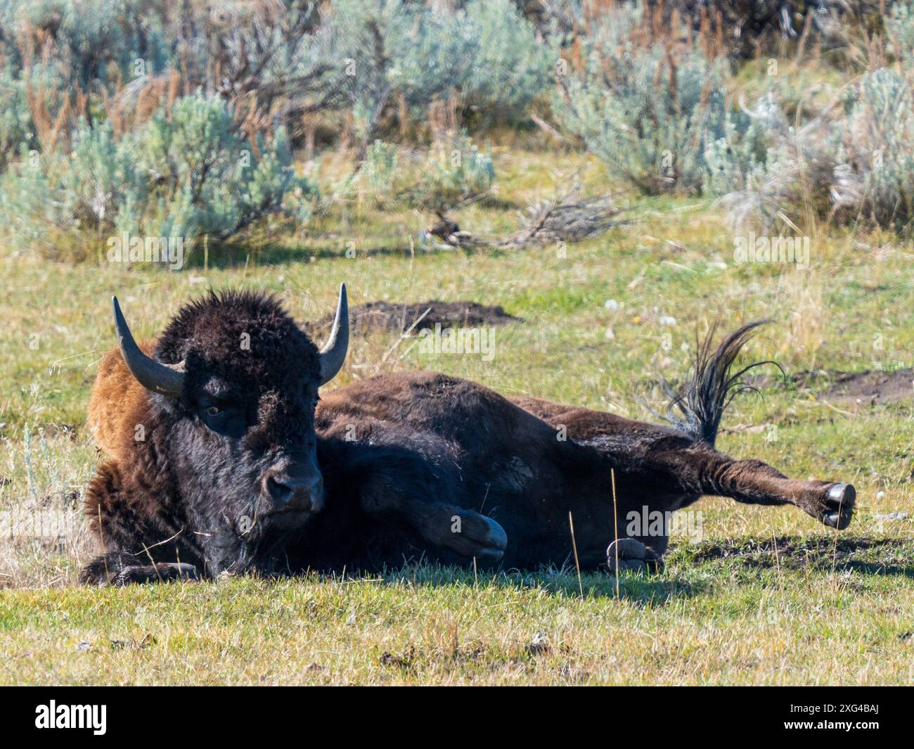 Bison are massive, incredibly powerful bovines that were nearly forced ...
