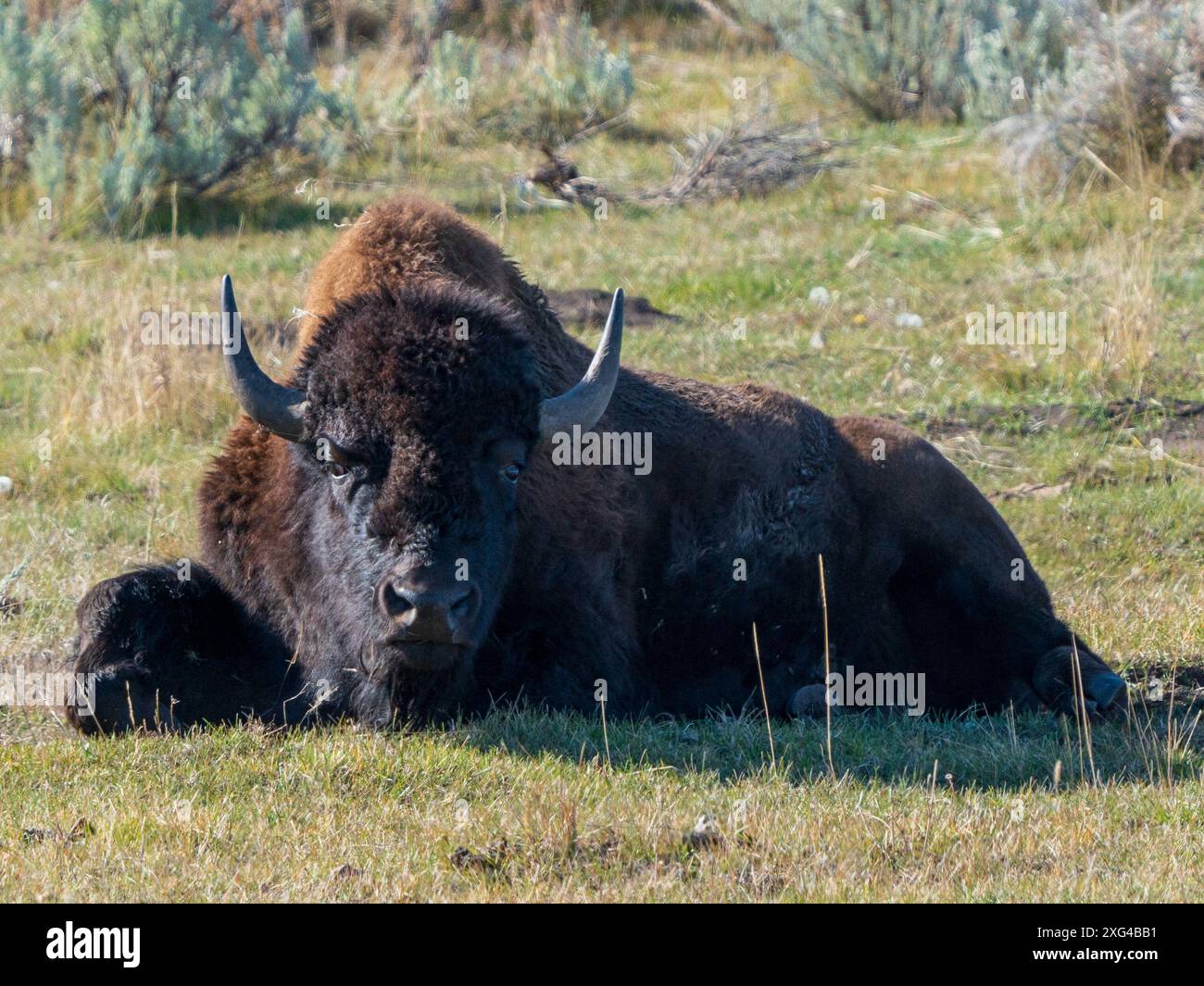 Bison are massive, incredibly powerful bovines that were nearly forced ...