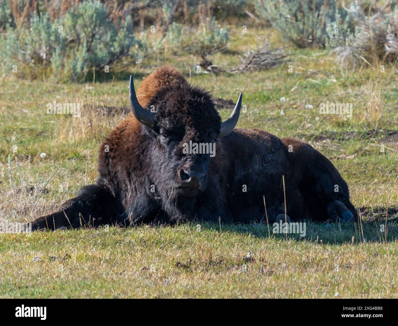 Bison are massive, incredibly powerful bovines that were nearly forced ...
